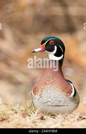 Canada, Quebec, Saint-Mathieu-du-Parc. Autumn colors reflected in Lac ...