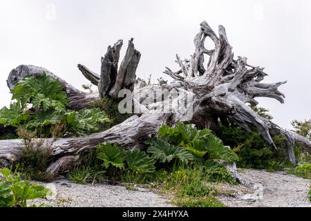 Trees burned by volcanic eruption, Chaiten Volcano, Carretara Austral ...