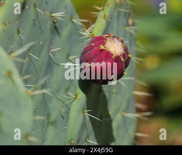Red opuntia cactus or prickly pear on white background. Top view Stock ...