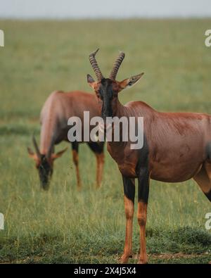 Kenya, Masai Mara. Topi stands up on a termite mound to watch over the ...