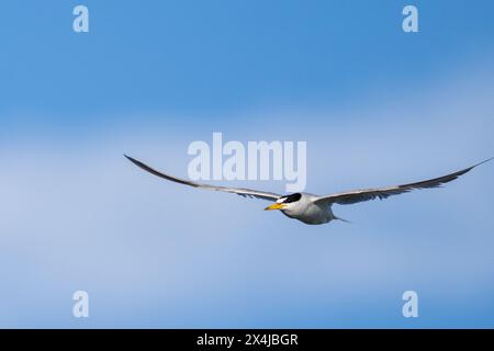 Least tern flying over marsh Stock Photo - Alamy