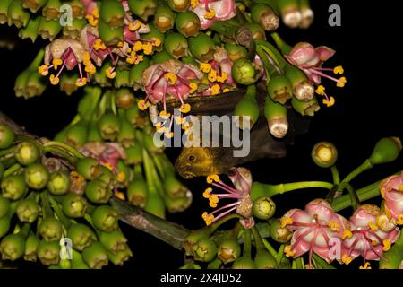 Jamaican fruit bat pollinating flowering tree Stock Photo - Alamy