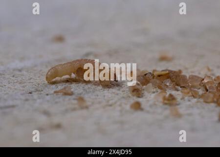 The Angoumois grain moth (Sitotroga cerealella) - caterpillar, pupa and ...
