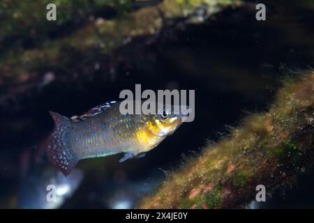 Mangrove molly in mangrove roots Stock Photo - Alamy