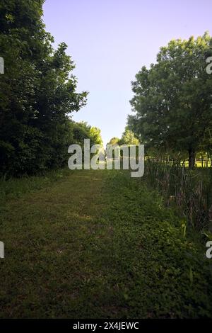 Grass path between trees with a trench in a park at sunset Stock Photo ...
