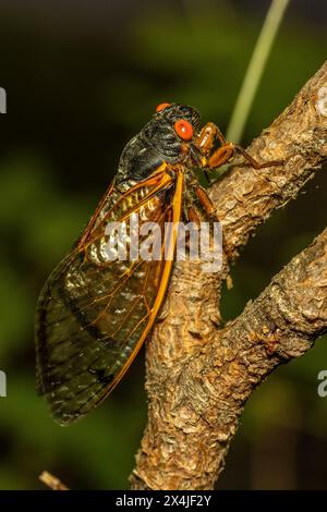 Brood 19 13 year periodical cicada, North Carolina, USA 2024 Stock ...