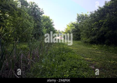 Grass path between trees with a trench in a park at sunset Stock Photo ...