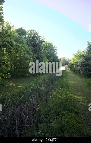 Grass path between trees with a trench in a park at sunset Stock Photo ...