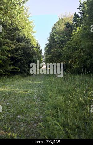 Grass path between trees with a trench in a park at sunset Stock Photo ...