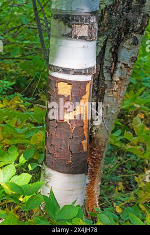 Canada, Manitoba, Paint Lake Provincial Park. Island on Paint Lake at ...