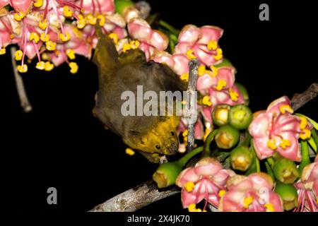 Jamaican fruit bat pollinating flowering tree Stock Photo - Alamy