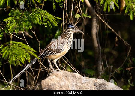 Lesser roadrunner on a rock Stock Photo - Alamy
