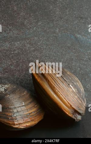 Two fresh Japanese hokkigai clams on dark stone background Stock Photo ...