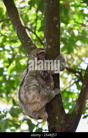 Sloth climbing tree with baby Stock Photo - Alamy