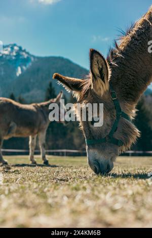 Donkeys in the fields near Fusine, Tarvisio, Italy Stock Photo - Alamy