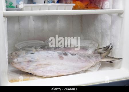 ilish, National fish of Bangladesh Hilsafish ilisha terbuk hilsa ...