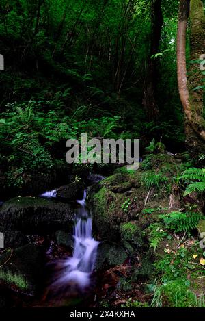 Cascada de A Salgueira, Taramundi, Asturian, Spain Stock Photo - Alamy