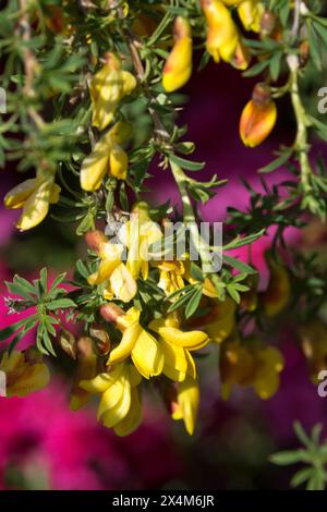 Pygmy Peashrub Caragana pygmaea flowering shrub Stock Photo - Alamy