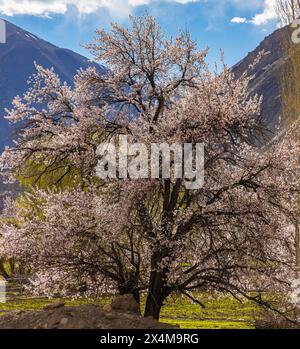 A full grown apricot tree in full Blossom at Saspol village in Leh ...