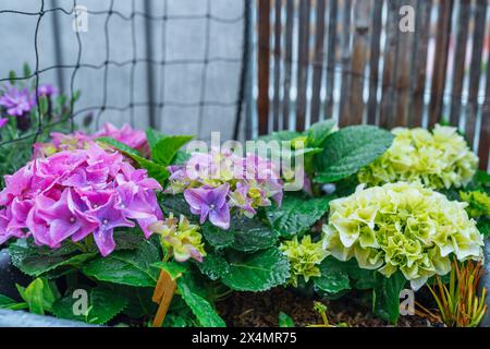 garden hydrangea multi-colored bright in box Stock Photo - Alamy