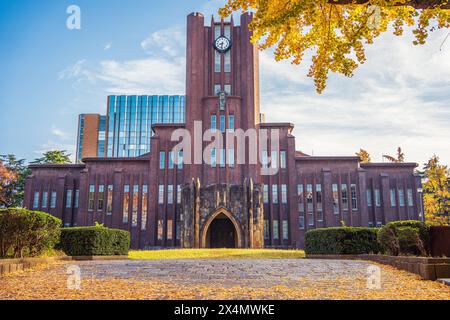 Ginkgo Trees of the University of Tokyo Stock Photo - Alamy