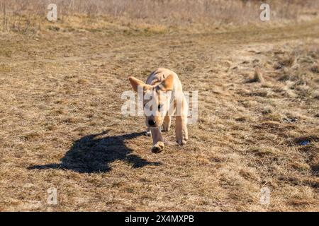 A cute beige Labrador running on grass Stock Photo - Alamy