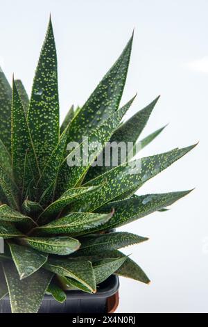 Haworthia Aloe Flow plant succulent in pot. Green little flower on ...