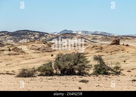 Tamarisk trees and bushes along the line of an underground water supply ...