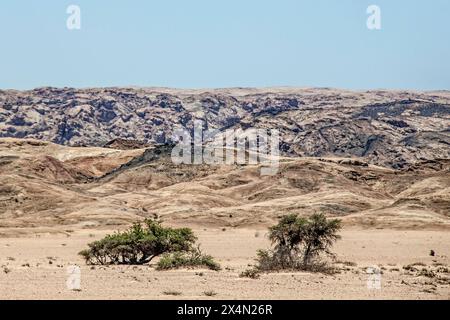 Tamarisk trees and bushes along the line of an underground water supply ...
