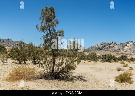 Tamarisk trees and bushes along the line of an underground water supply ...