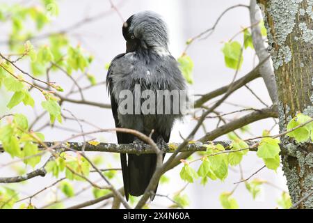 A jackdaw with ruffled feathers sits on tree branch Stock Photo - Alamy