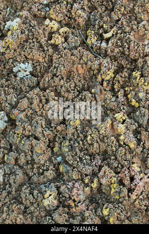Cryptobiotic crust, White Dome Nature Preserve, Utah Stock Photo - Alamy