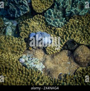 Vibrant coral reef with hundreds of glass fish at the SS Yongala ship ...