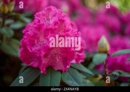 Pink lush rhododendron Germania flowers close up Stock Photo - Alamy
