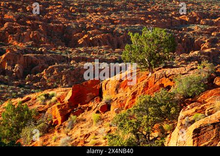 Red rocks view from Babylon Arch Trail, Red Cliffs National ...