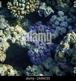 Vibrant coral reef with hundreds of glass fish at the SS Yongala ship ...