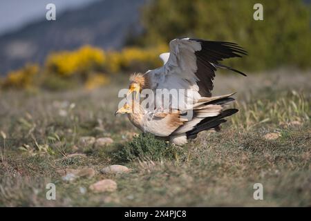 Egyptian vulture (Neophron perenopterus), mating pair Stock Photo - Alamy