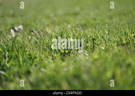 Low angle shot of a field of grass with a man walking in the distance ...