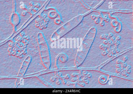 Illustration of Trichophyton mentagrophytes fungi. This fungus causes ...