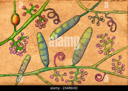 Illustration of Trichophyton mentagrophytes fungi. This fungus causes ...