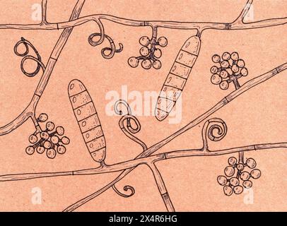 Illustration of Trichophyton mentagrophytes fungi. This fungus causes ...