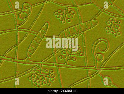 Illustration of Trichophyton mentagrophytes fungi. This fungus causes ...