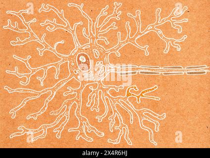 Illustration depicting the motor neuron cell, showing the cell body ...