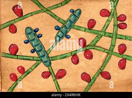 Illustration of Trichophyton rubrum fungi, showing macroconidium ...
