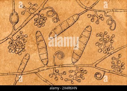 Illustration of Trichophyton mentagrophytes fungi. This fungus causes ...