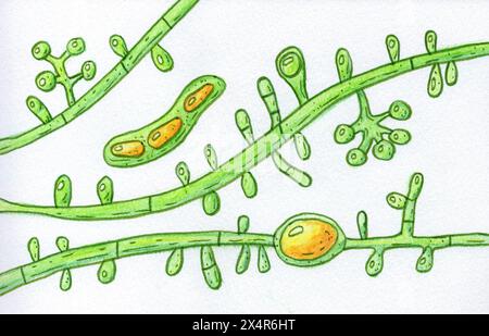 Illustration of Trichophyton tonsurans fungi. This dermatophyte fungus ...