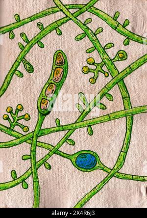 Illustration of Trichophyton tonsurans fungi. This dermatophyte fungus ...