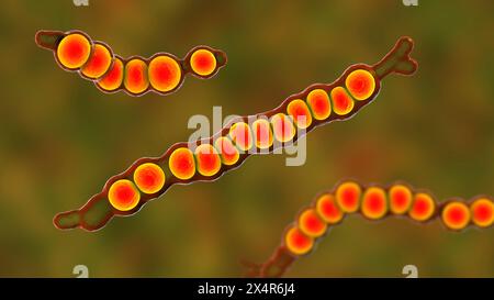 Illustration of the Trichophyton verrucosum (cattle ringworm) fungi ...
