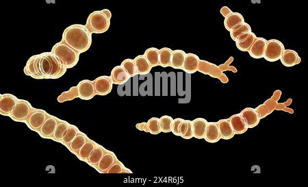 Illustration of the Trichophyton verrucosum (cattle ringworm) fungi ...