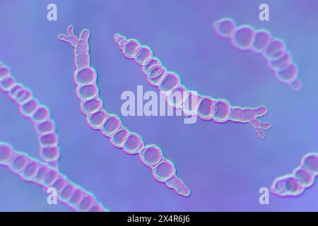 Illustration of the Trichophyton verrucosum (cattle ringworm) fungi ...